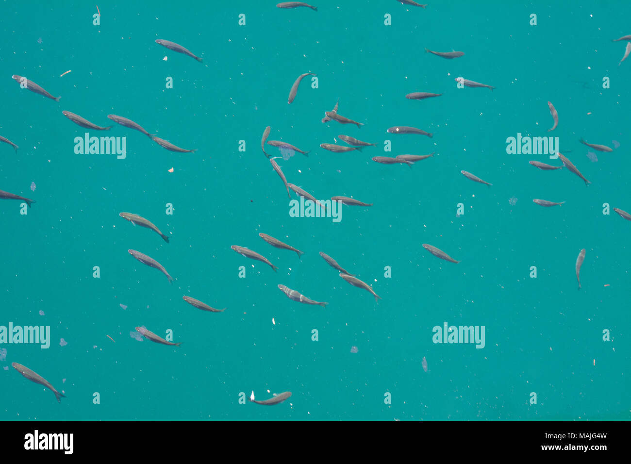 A flock of small blue fishes in the form of swim Stock Photo - Alamy