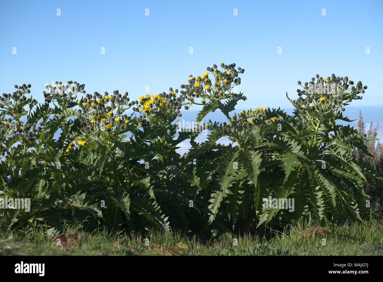 Canarian flower hi-res stock photography and images - Alamy