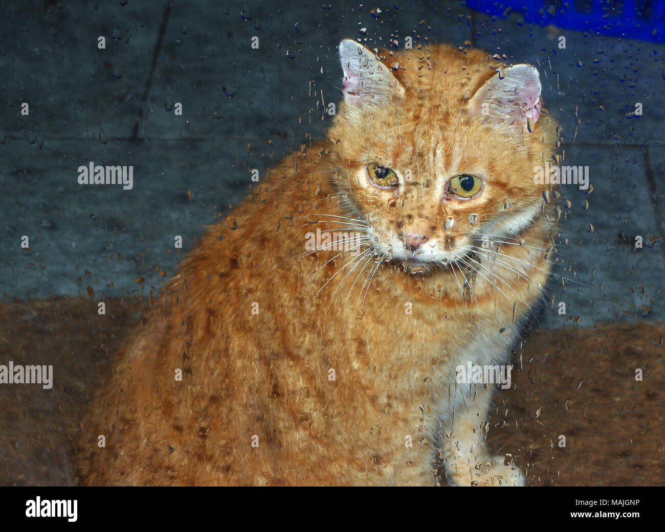 Ginger cat looking through window in rain Stock Photo - Alamy