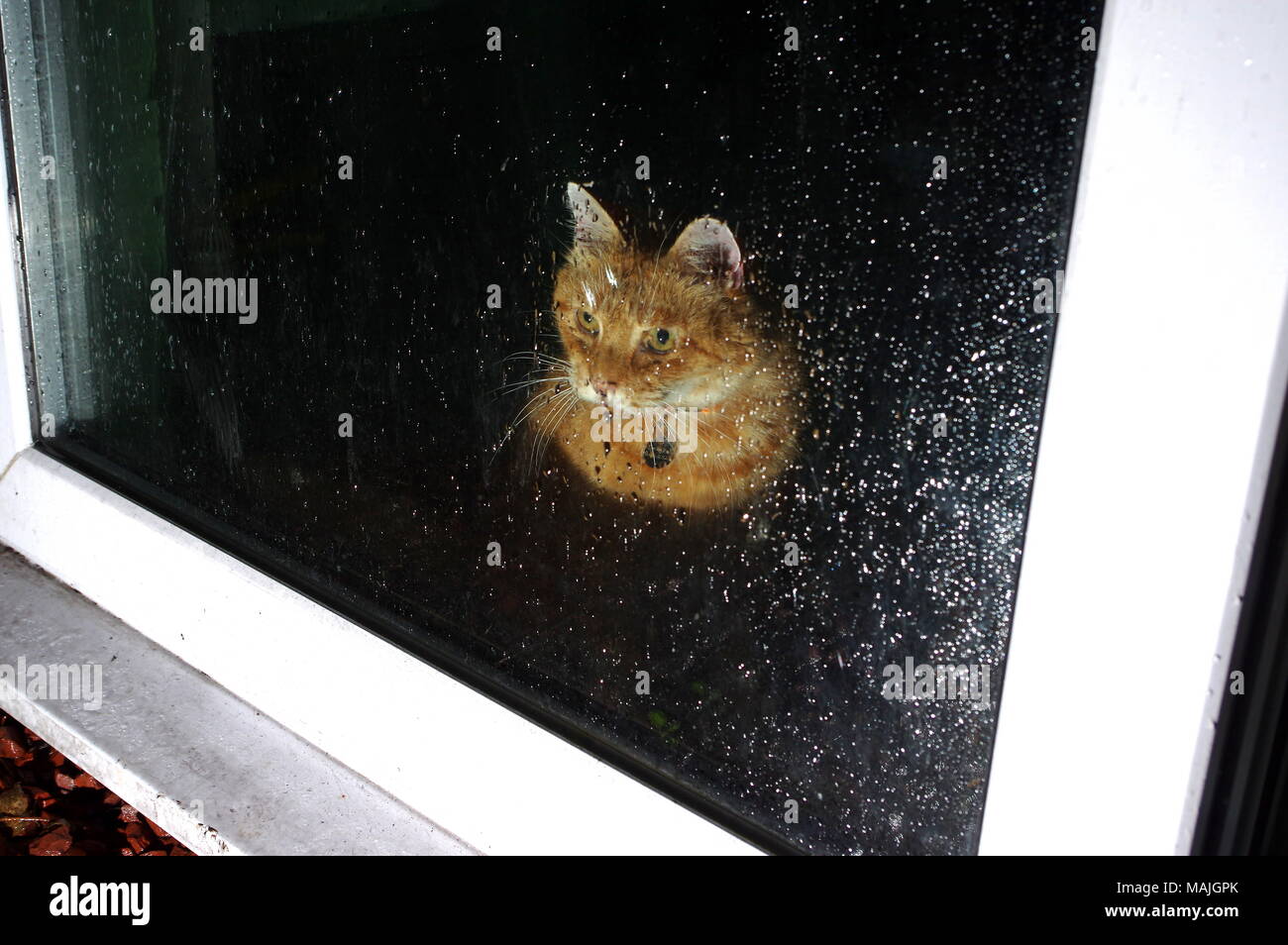 Ginger cat looking through window in rain Stock Photo - Alamy