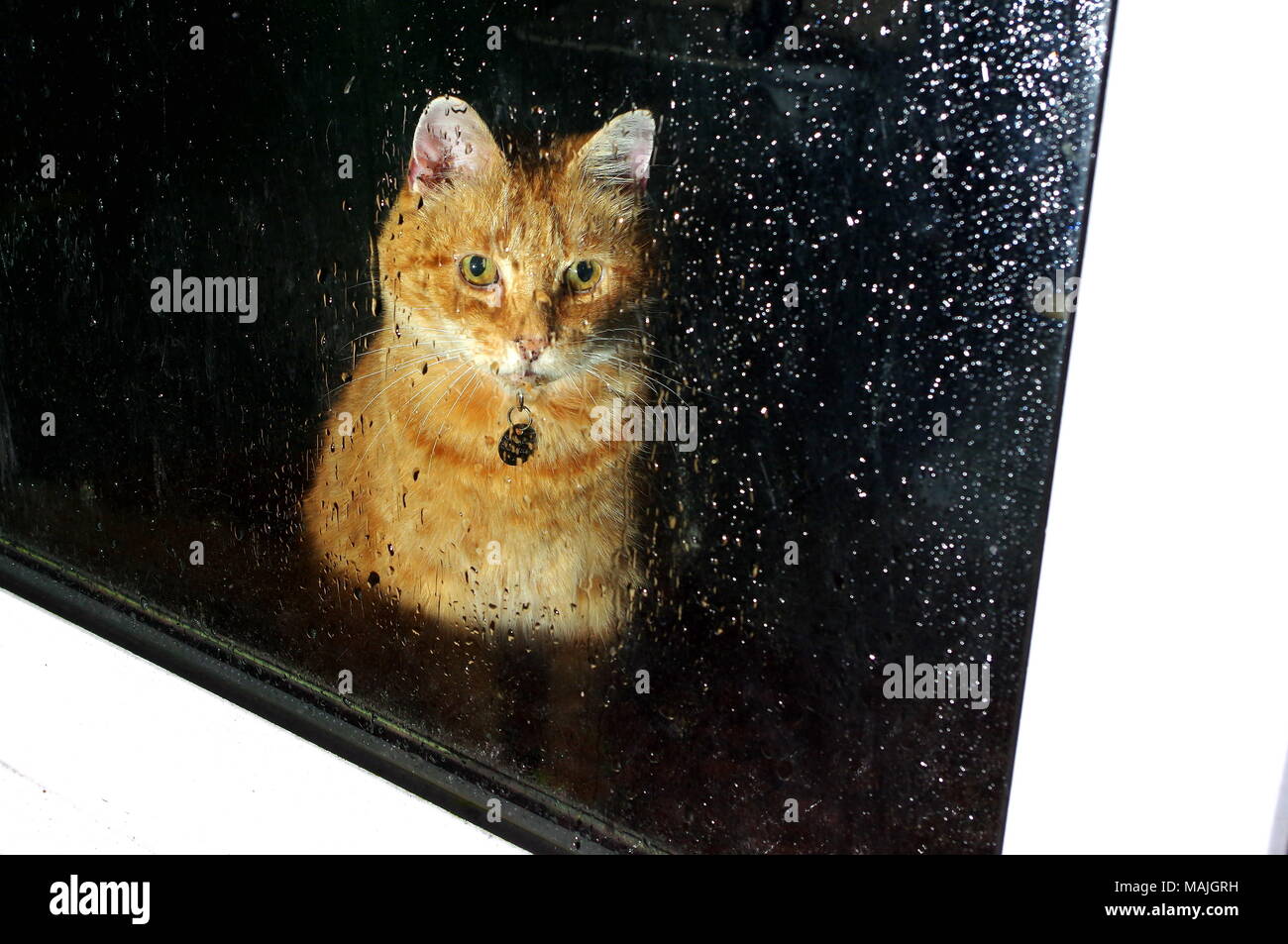 Ginger cat looking through window in rain Stock Photo - Alamy