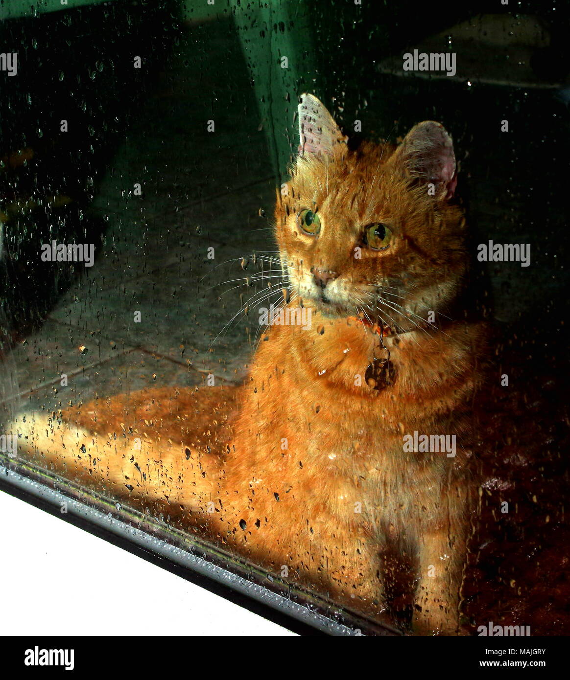 Ginger cat looking through window in rain Stock Photo - Alamy