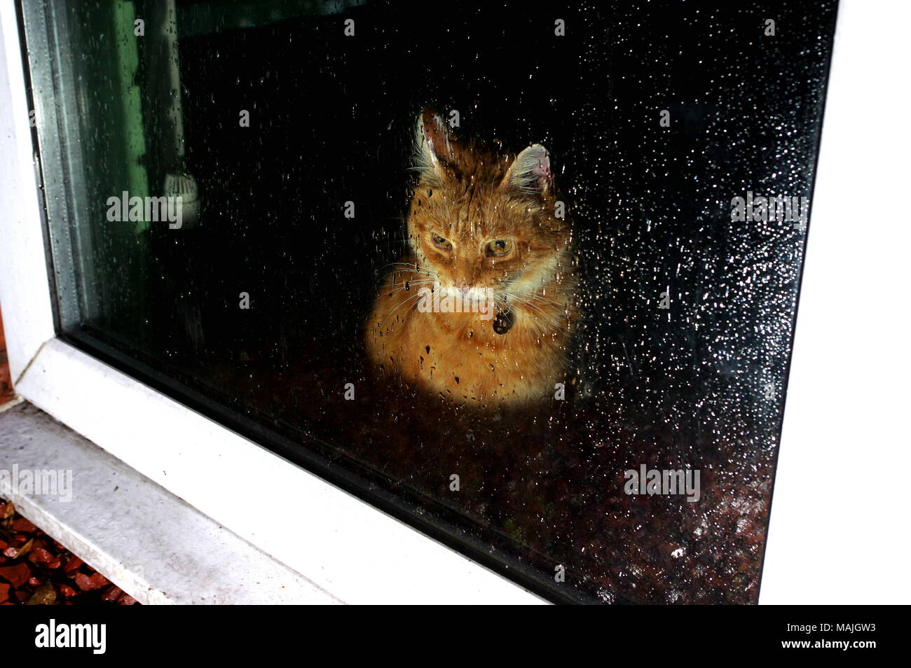 Ginger cat looking through window in rain Stock Photo - Alamy