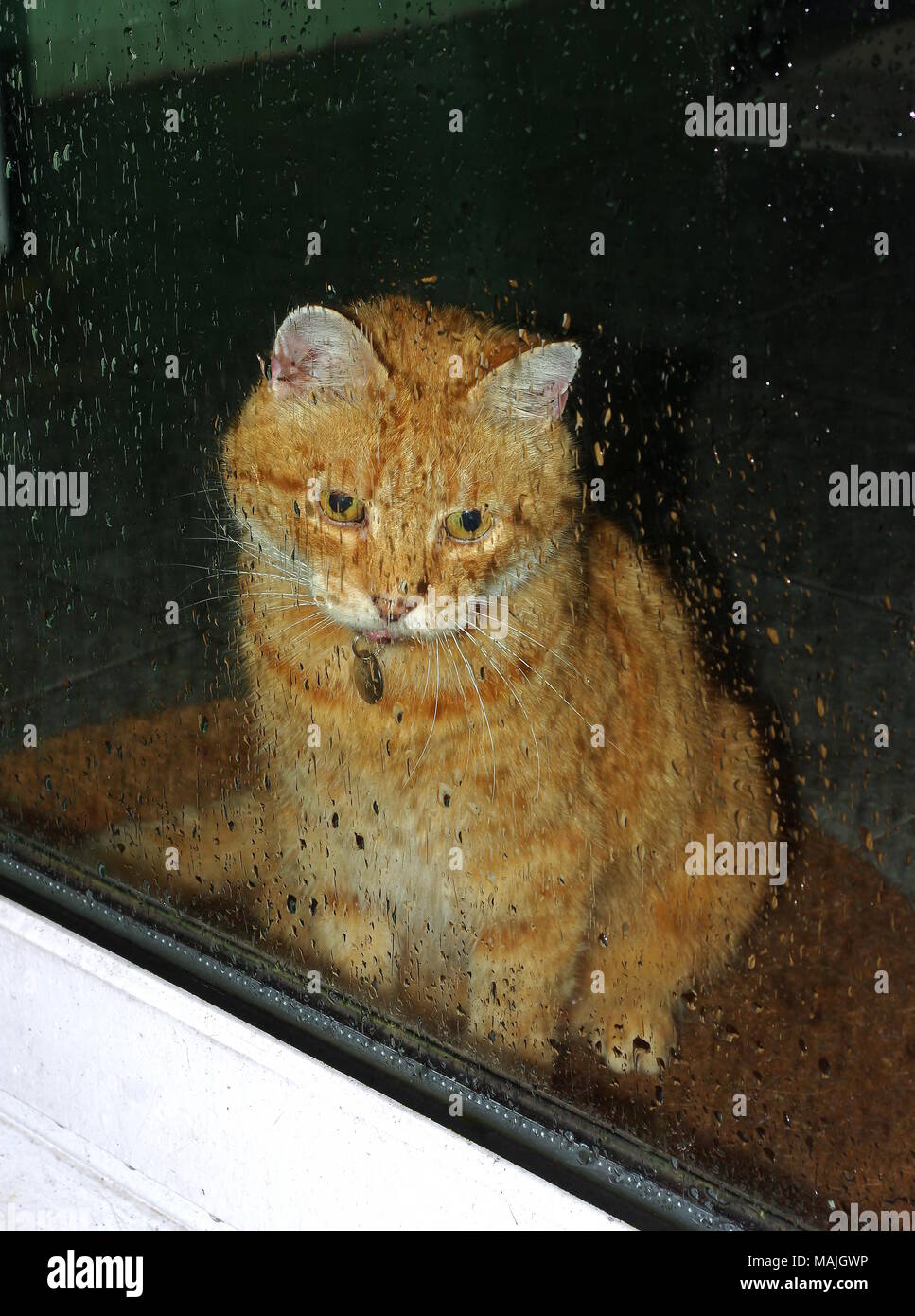 Ginger cat looking through window in rain Stock Photo - Alamy