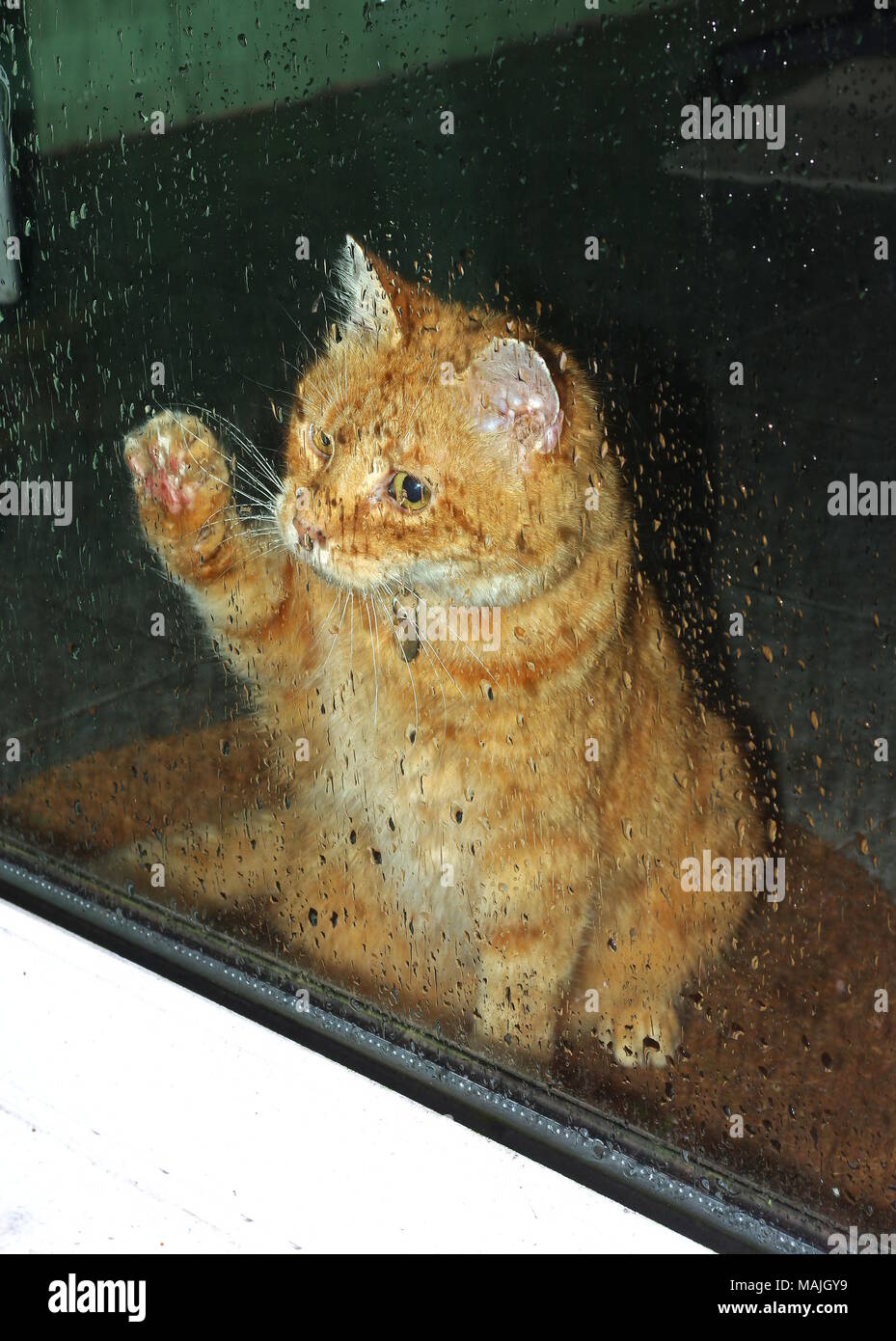Ginger cat looking through window in rain Stock Photo - Alamy