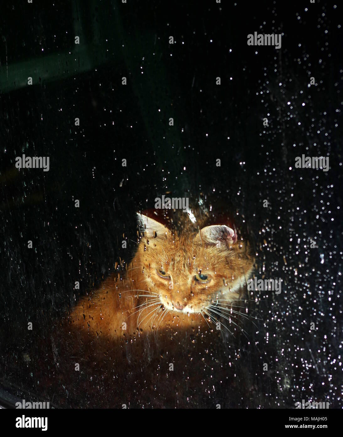 Ginger cat looking through window in rain Stock Photo - Alamy