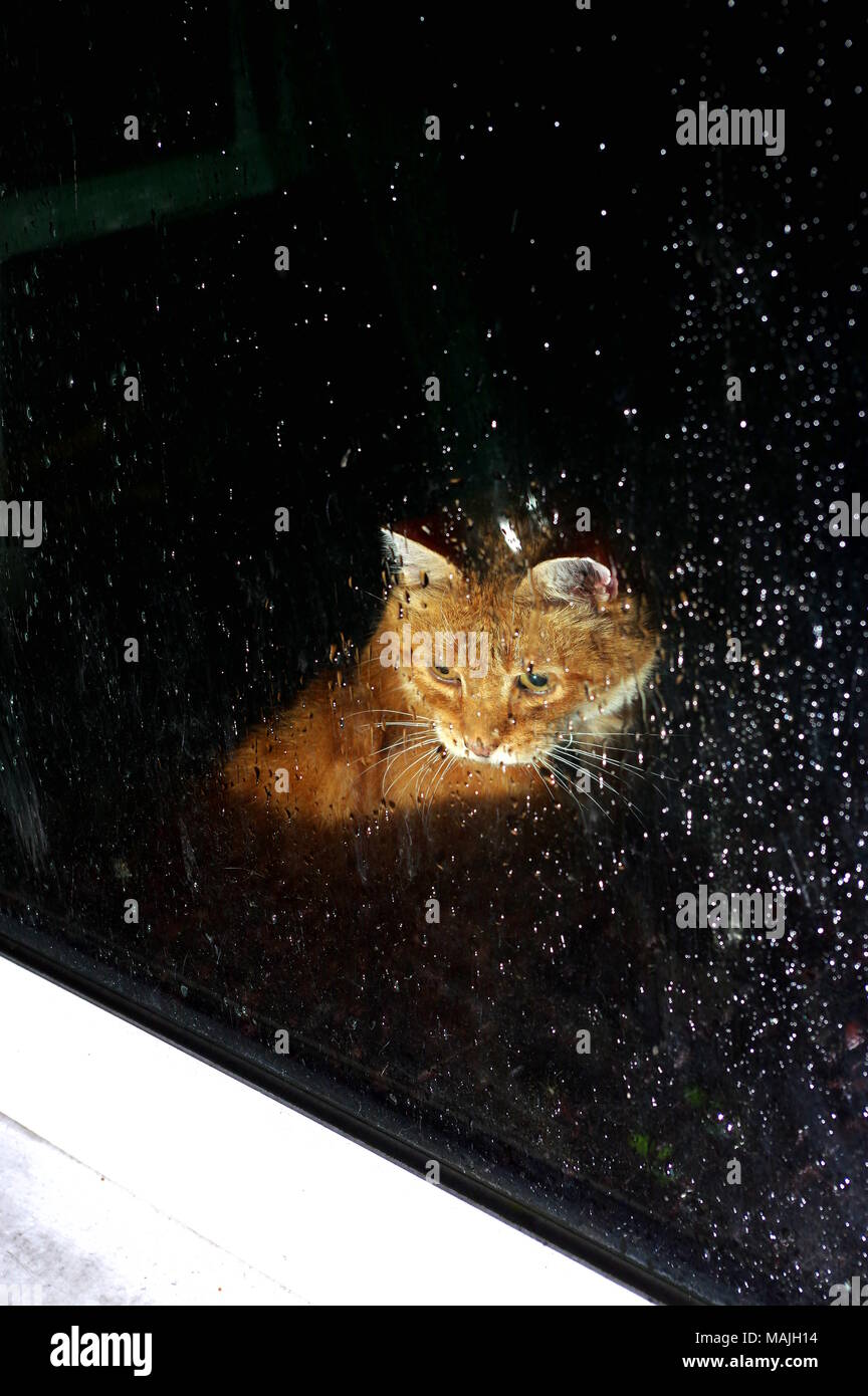 Ginger cat looking through window in rain Stock Photo - Alamy