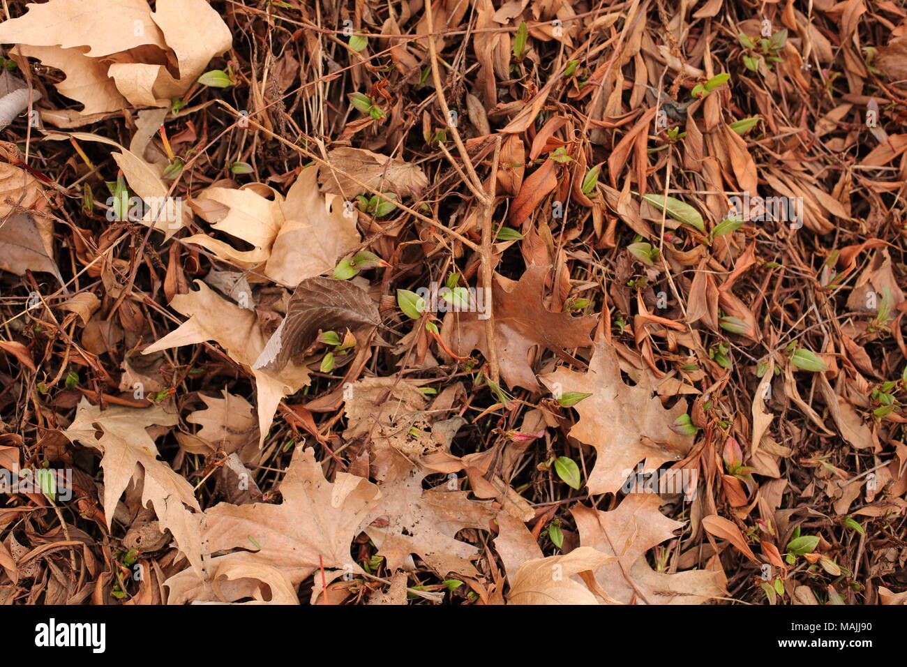 Fortune Green in West Hampstead, Camden, London Stock Photo - Alamy