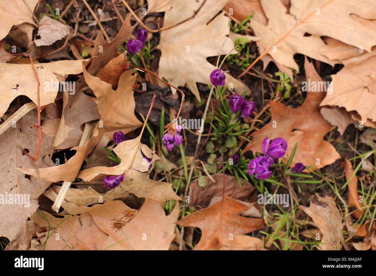Fortune Green in West Hampstead, Camden, London Stock Photo - Alamy