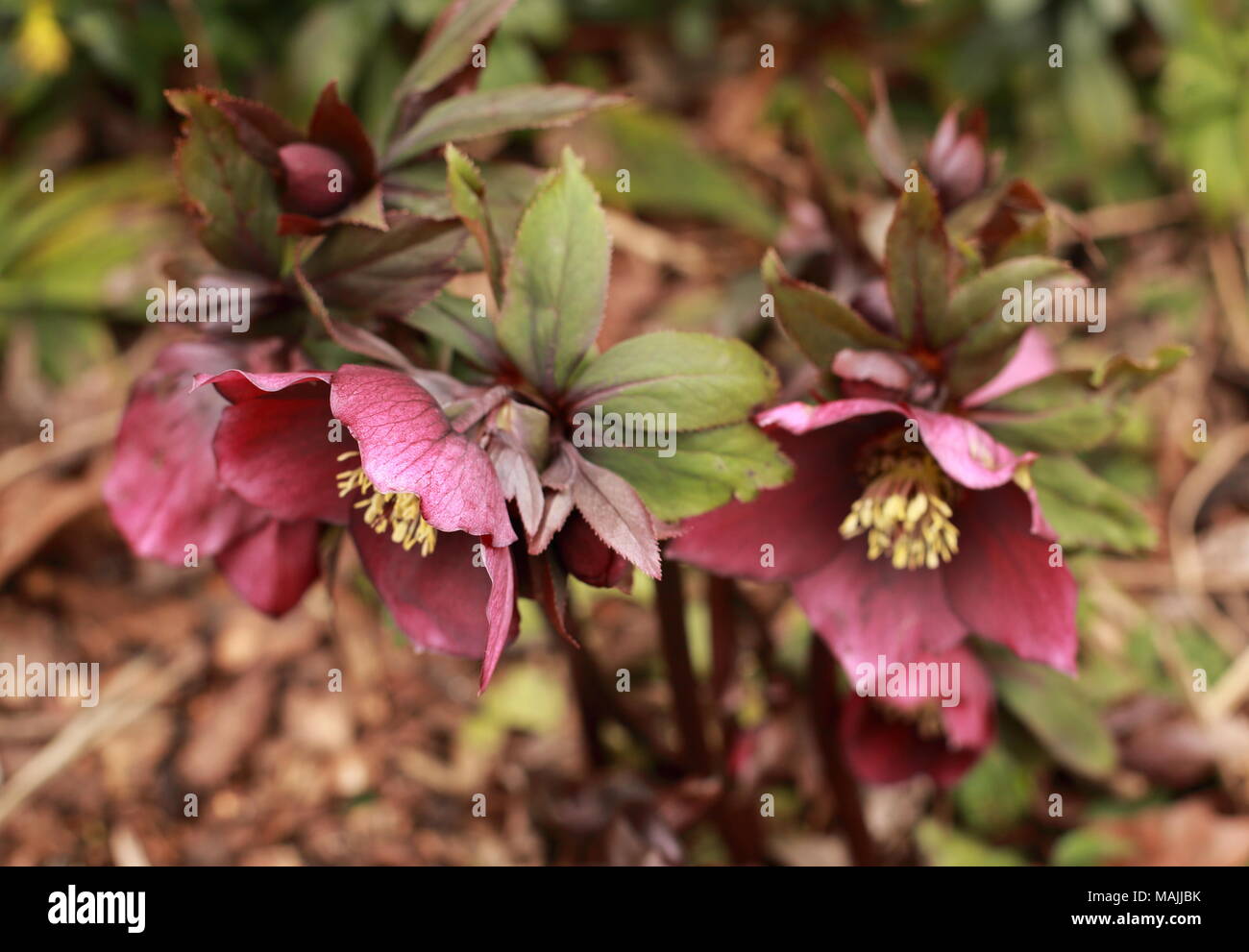 Fortune Green in West Hampstead, Camden, London Stock Photo - Alamy
