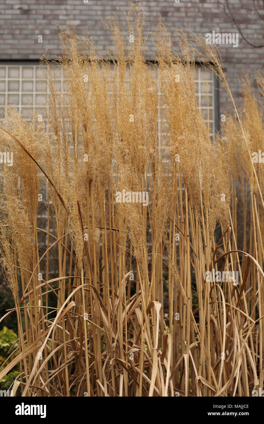 Fortune Green in West Hampstead, Camden, London Stock Photo - Alamy