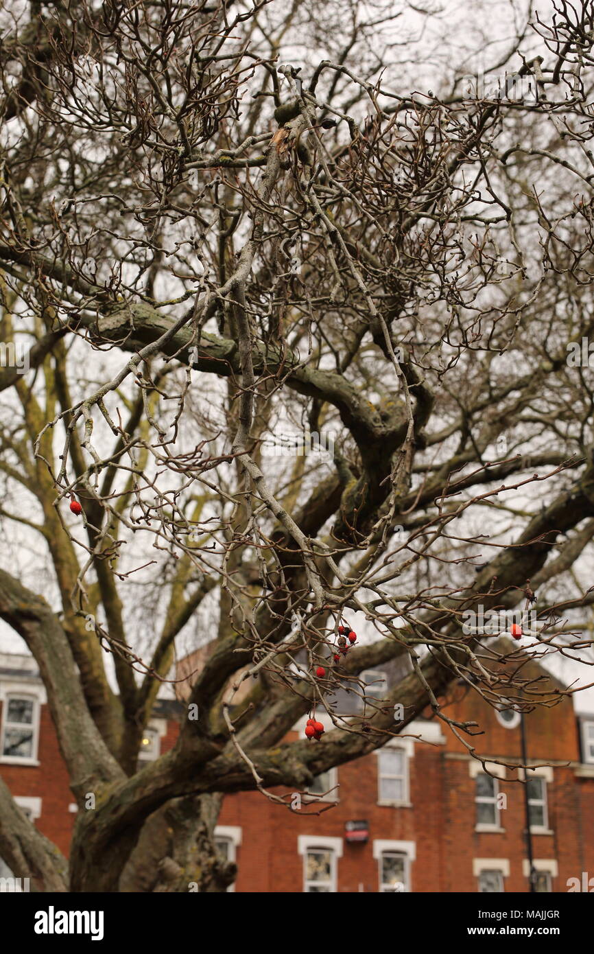 Fortune Green in West Hampstead, Camden, London Stock Photo - Alamy