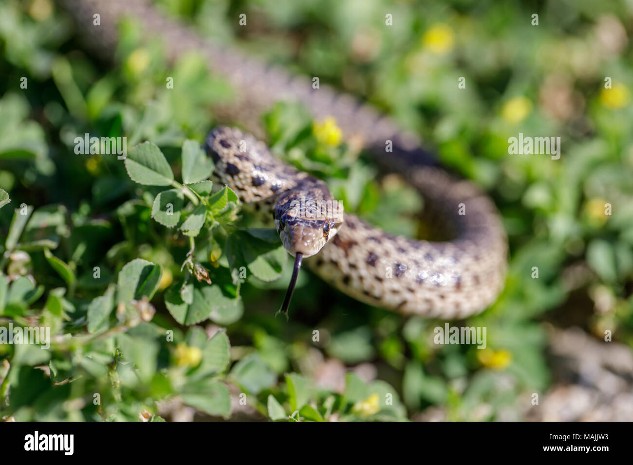 Pacific Gopher Snake (Pituophis catenifer catenifer) Adult in defensive ...
