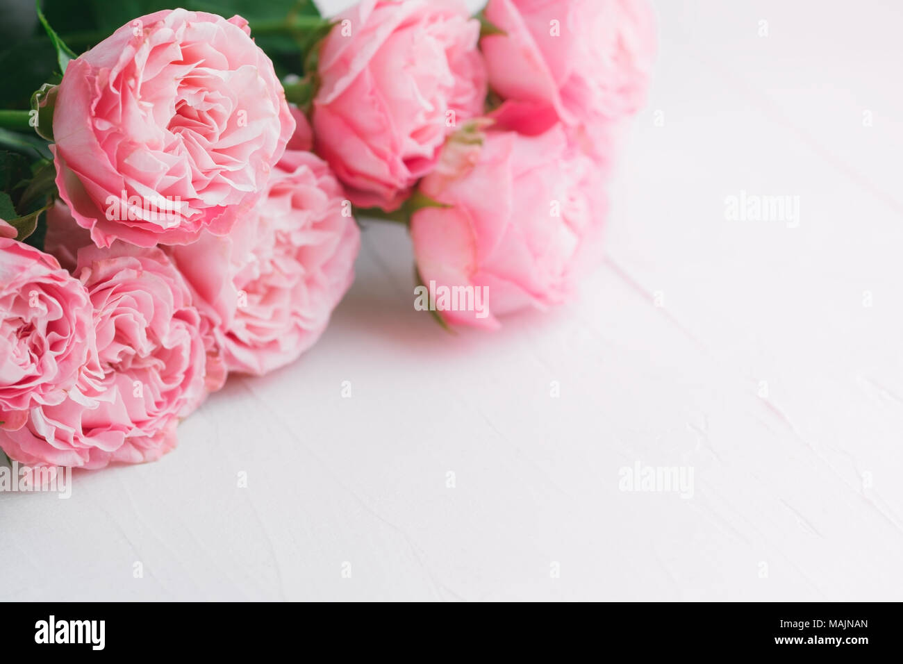 Pink roses over white background. Copy space. The concept of wedding ...