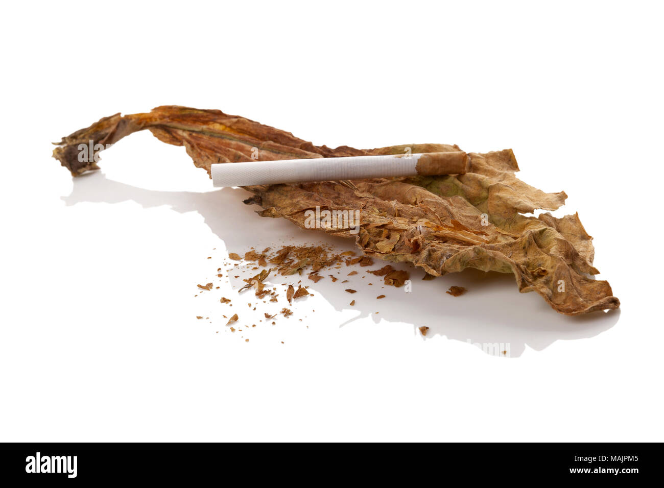 Dried leaf of tobacco with cigarette isolated on white background Stock ...