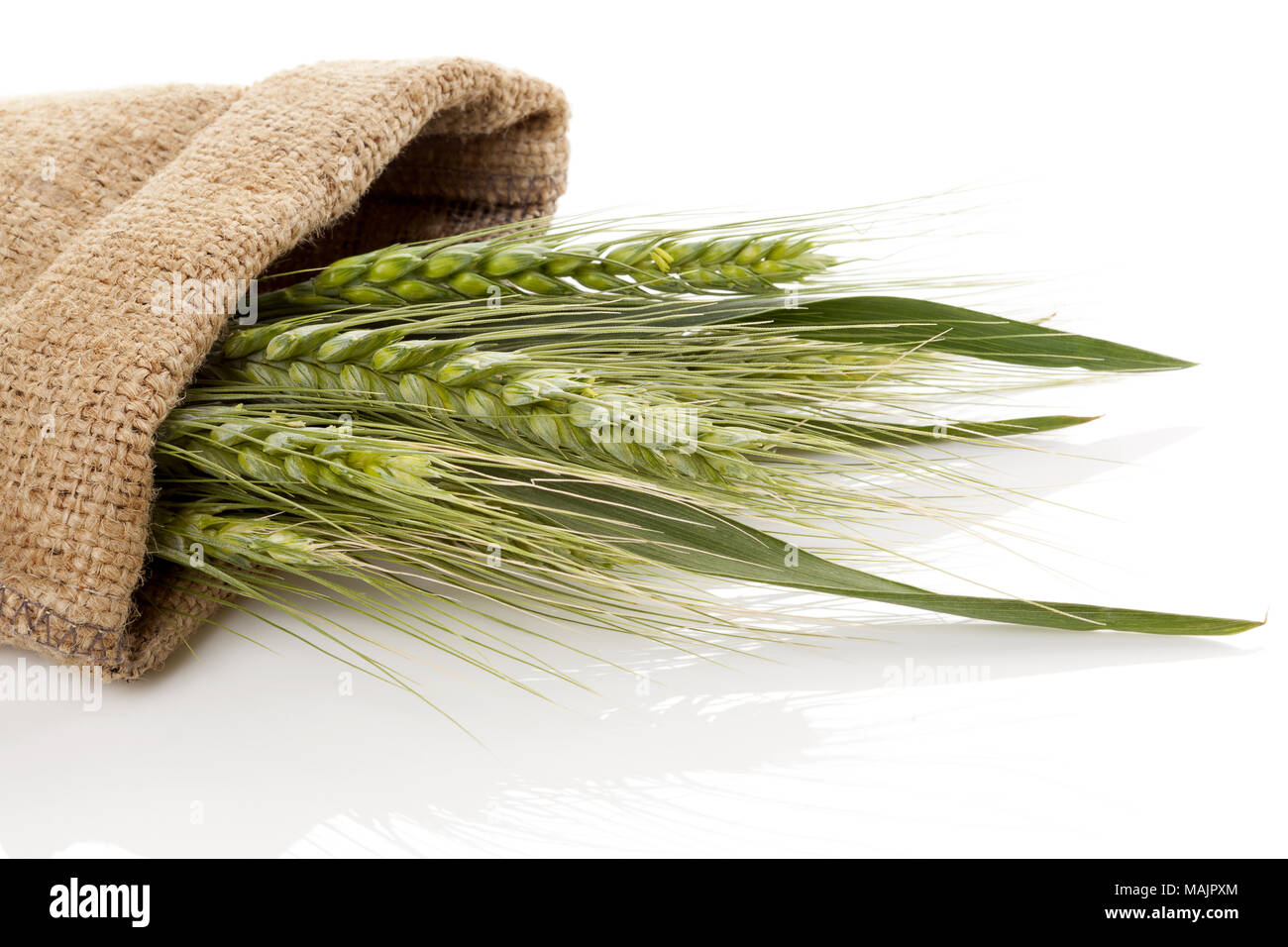 Green barley in burlap bag isolated on white background Stock Photo - Alamy