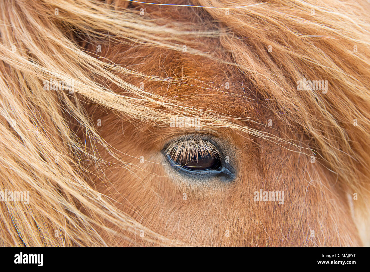 Eye close up hi-res stock photography and images - Alamy