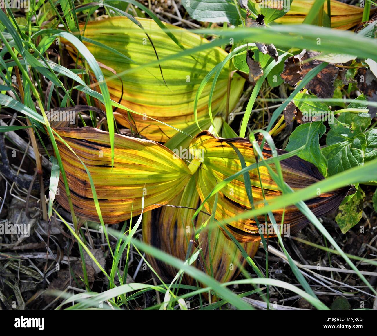 What you find growing up from the earth Stock Photo - Alamy