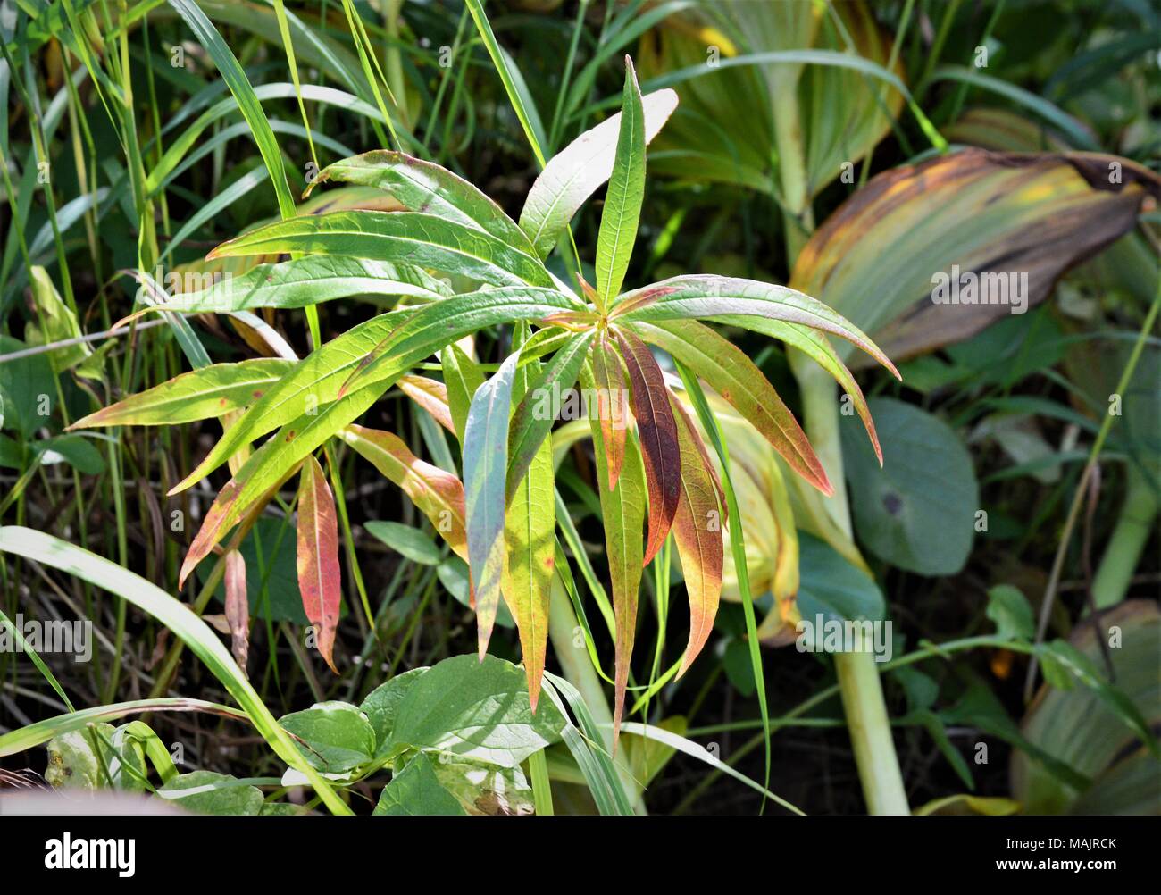 What you find growing up from the earth Stock Photo - Alamy