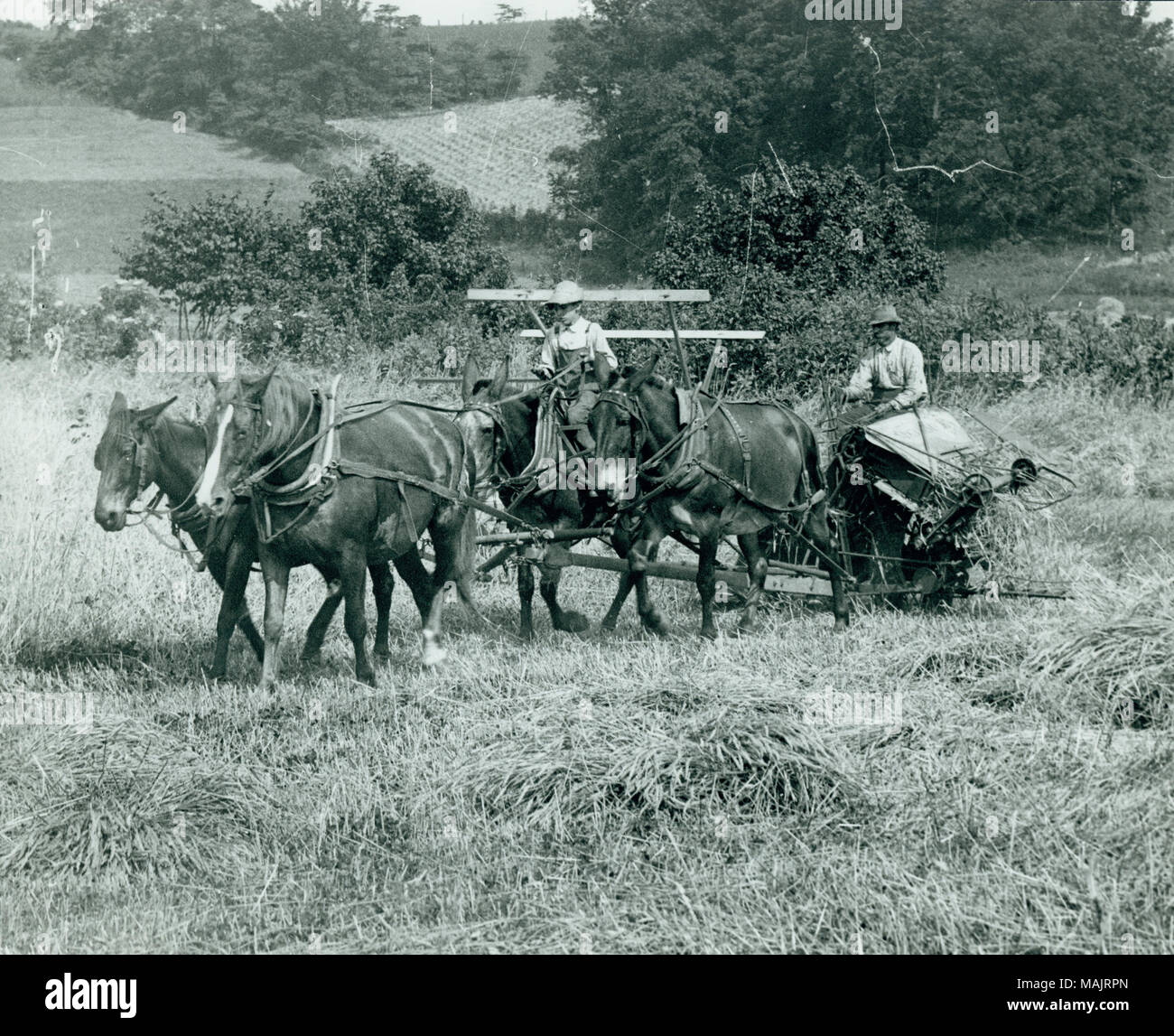 1900 harvesting hi-res stock photography and images - Alamy
