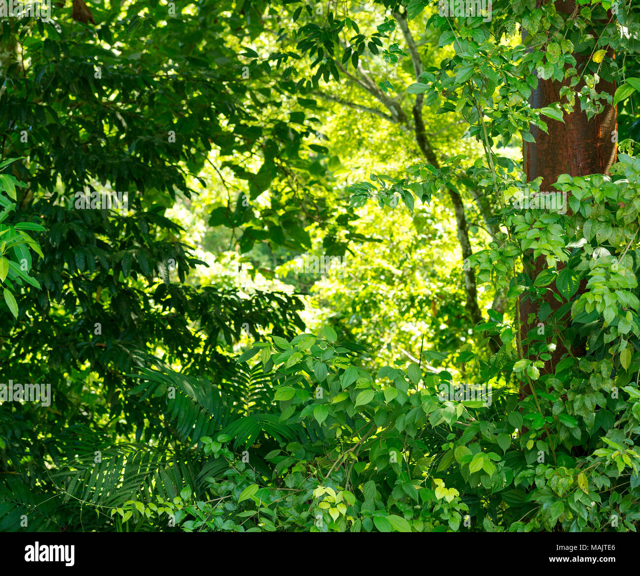 Lush green forest hi-res stock photography and images - Alamy