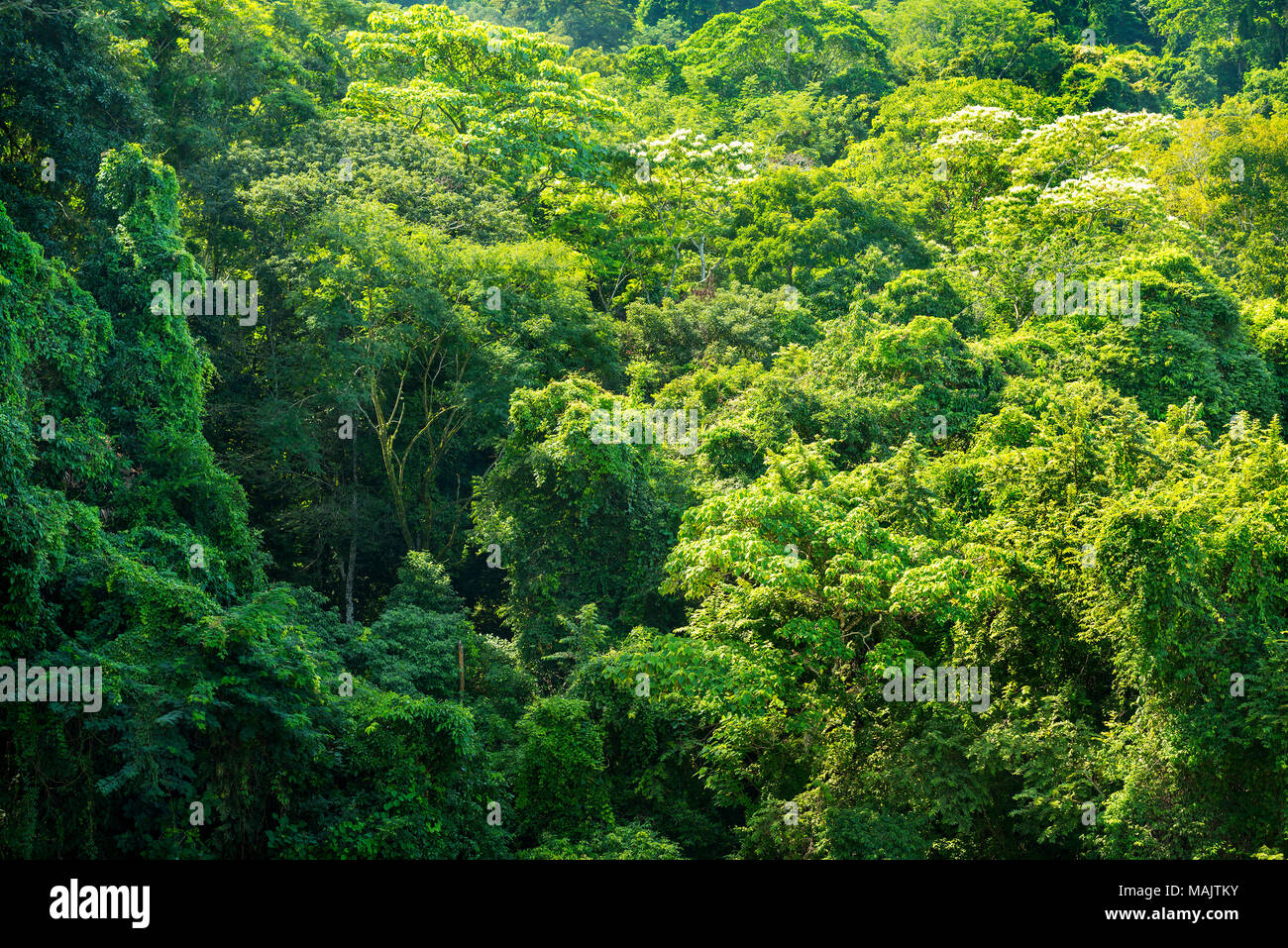 Lush green forest hi-res stock photography and images - Alamy
