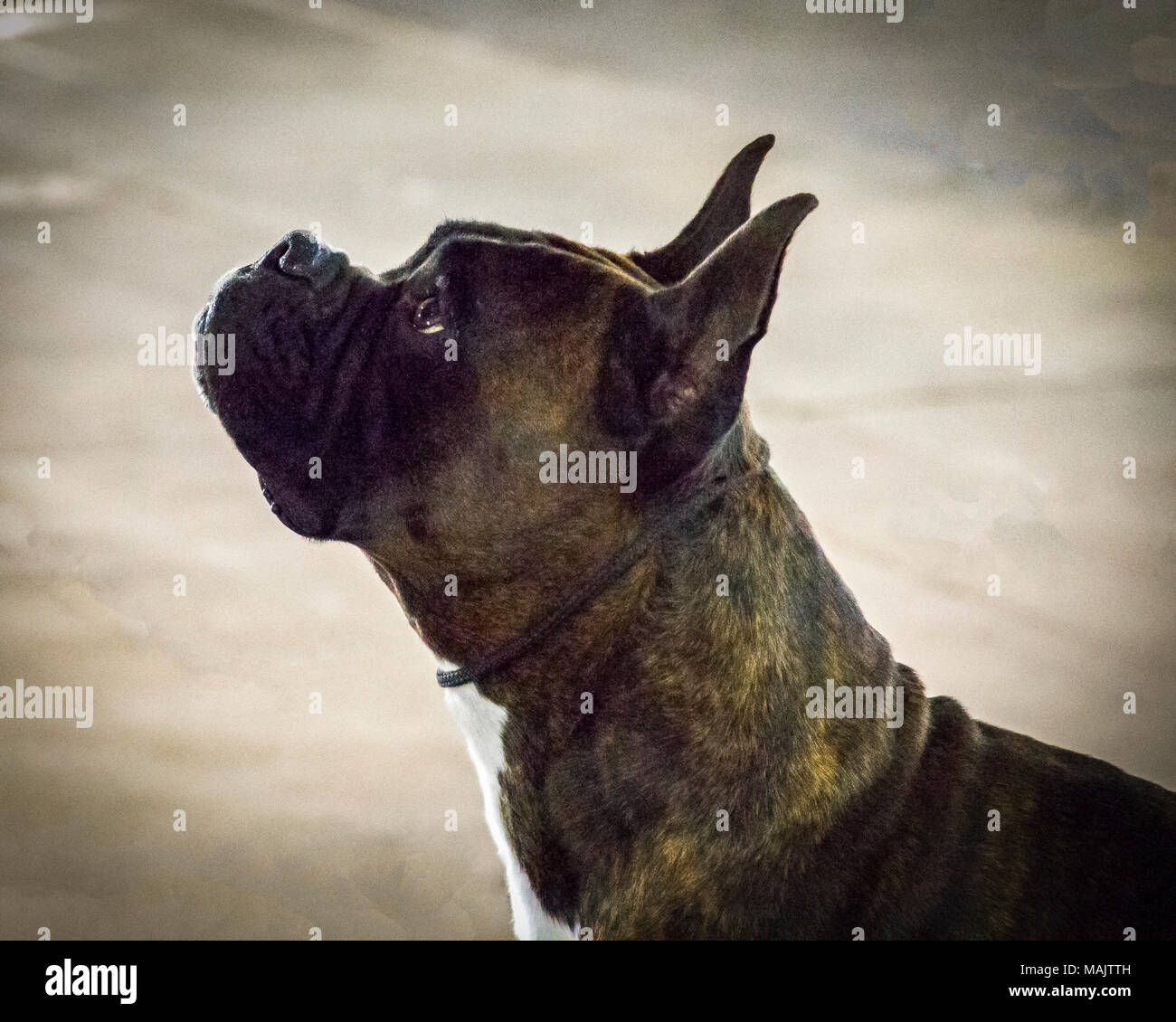 Prognathous Face High Resolution Stock Photography and Images - Alamy