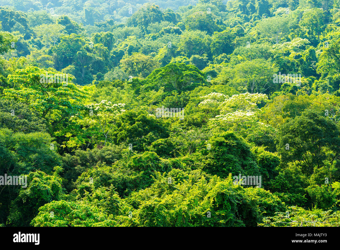 Lush green forest hi-res stock photography and images - Alamy