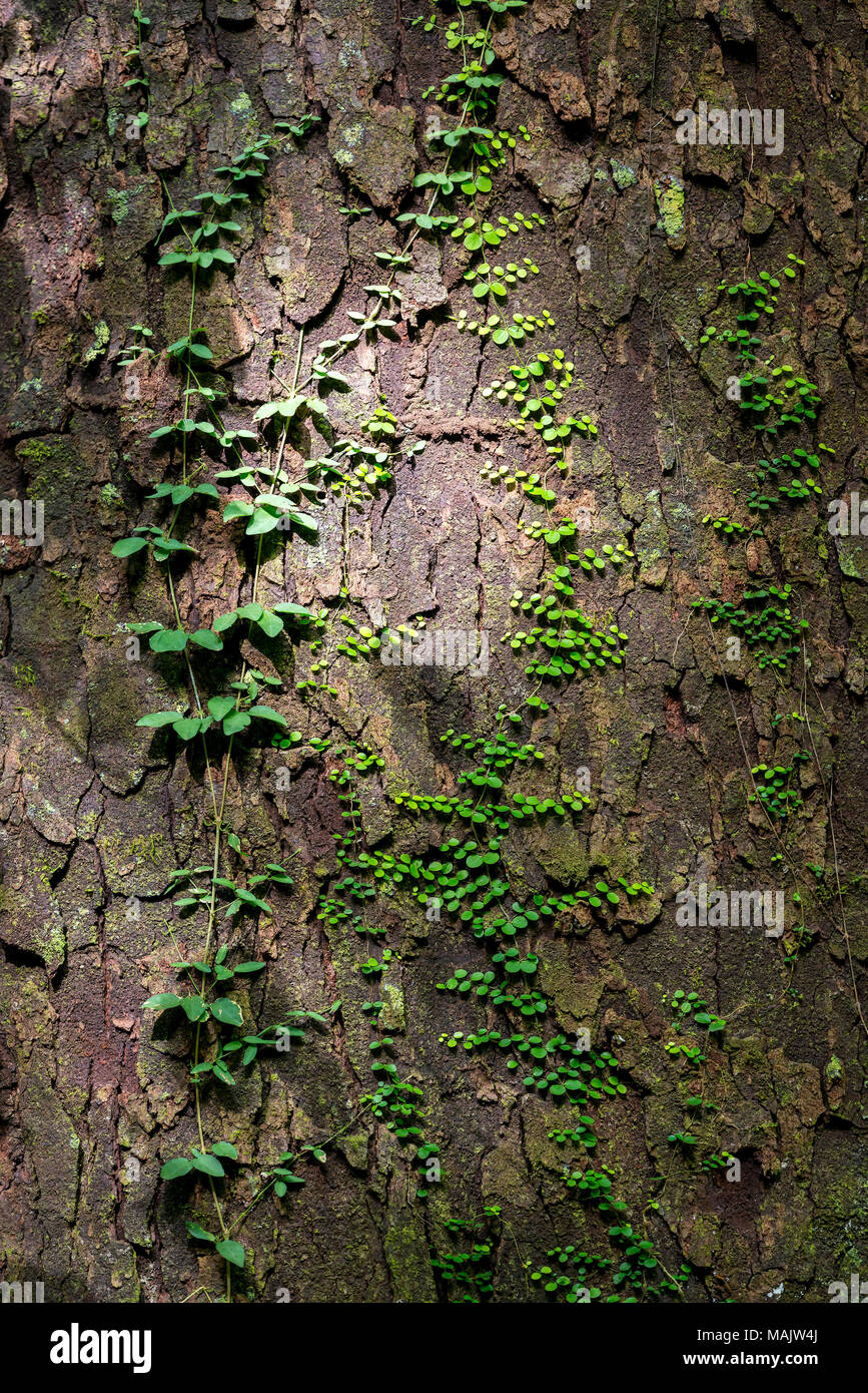 Background of vines on tree hi-res stock photography and images - Alamy