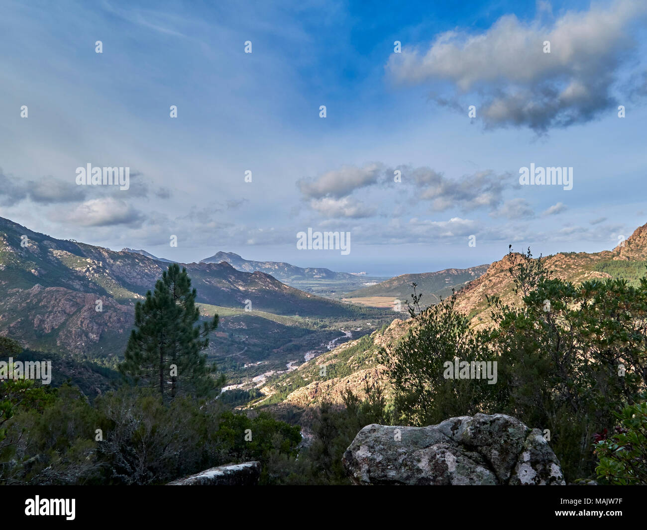 Corsica trees hi-res stock photography and images - Alamy