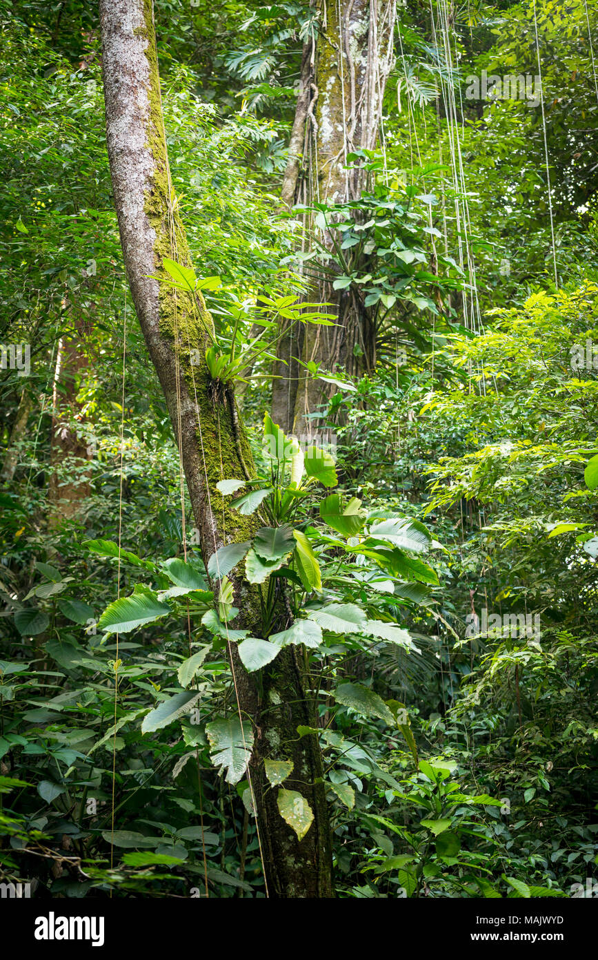 Jungle tree hi-res stock photography and images - Alamy