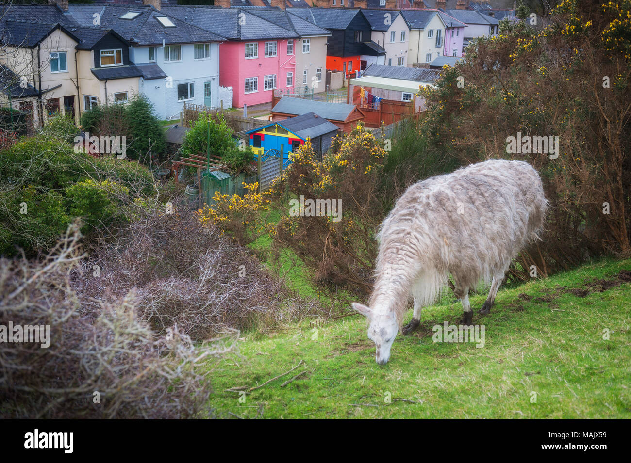 Llama on land above houses in Radyr, South Wales Stock Photo - Alamy