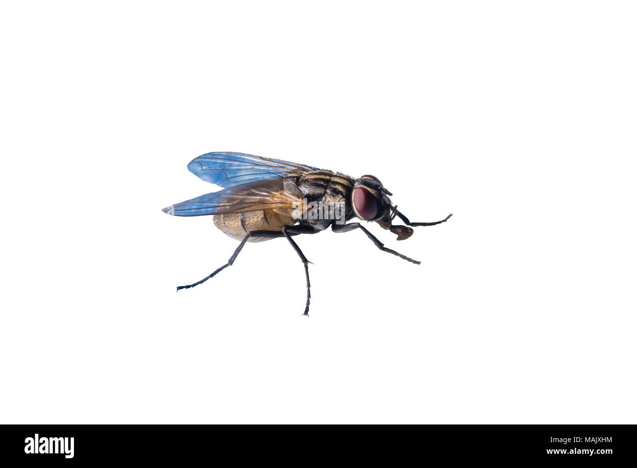 Macro photo on little Cut Out Stock Images & Pictures - Alamy