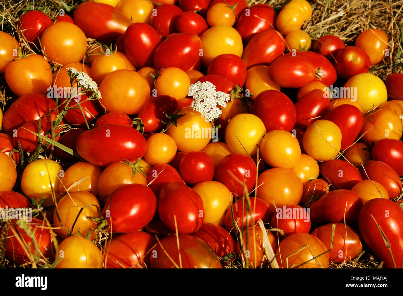 Sorting Tomatoes High Resolution Stock Photography and Images - Alamy