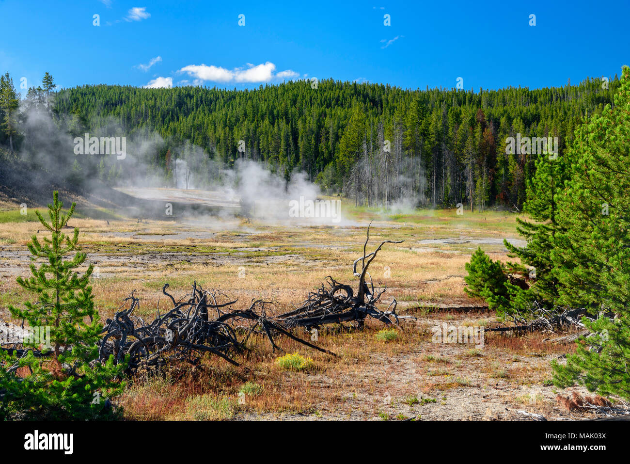 Steaming geyser in field surrounded by green forest against a blue sky ...