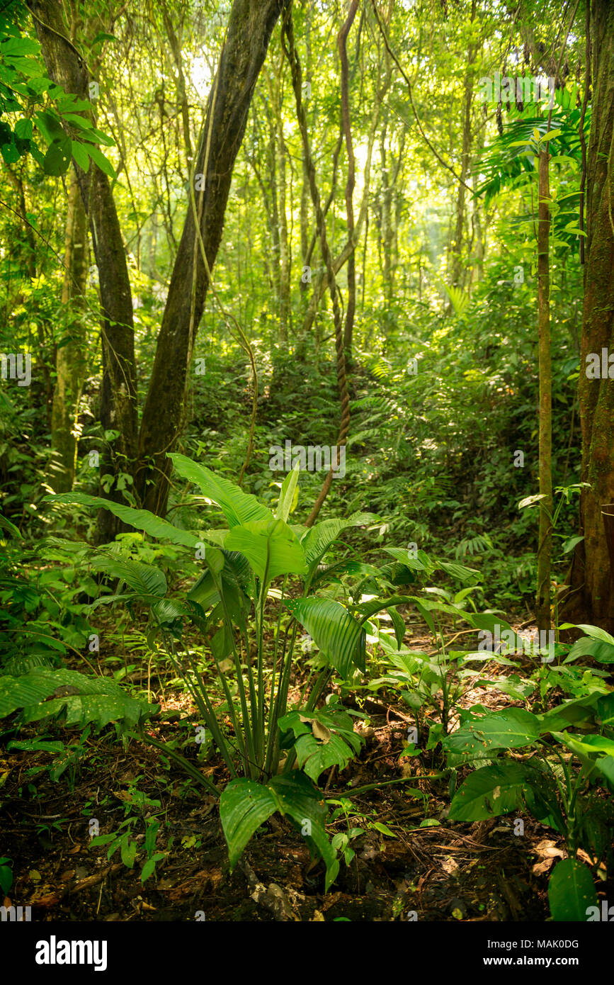 Jungle floor hi-res stock photography and images - Alamy