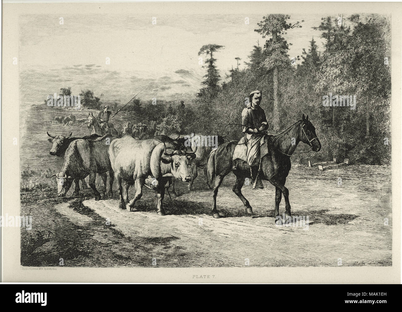 Print of a man on a horse leading a herd of cattle with several more ...