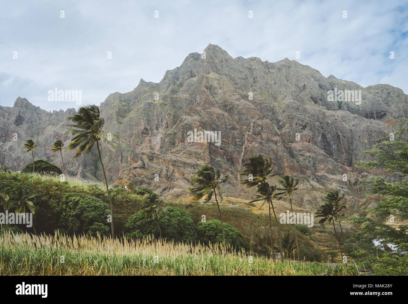 Palm trees in front of arid rocky terrain. Huge barren mountain in ...