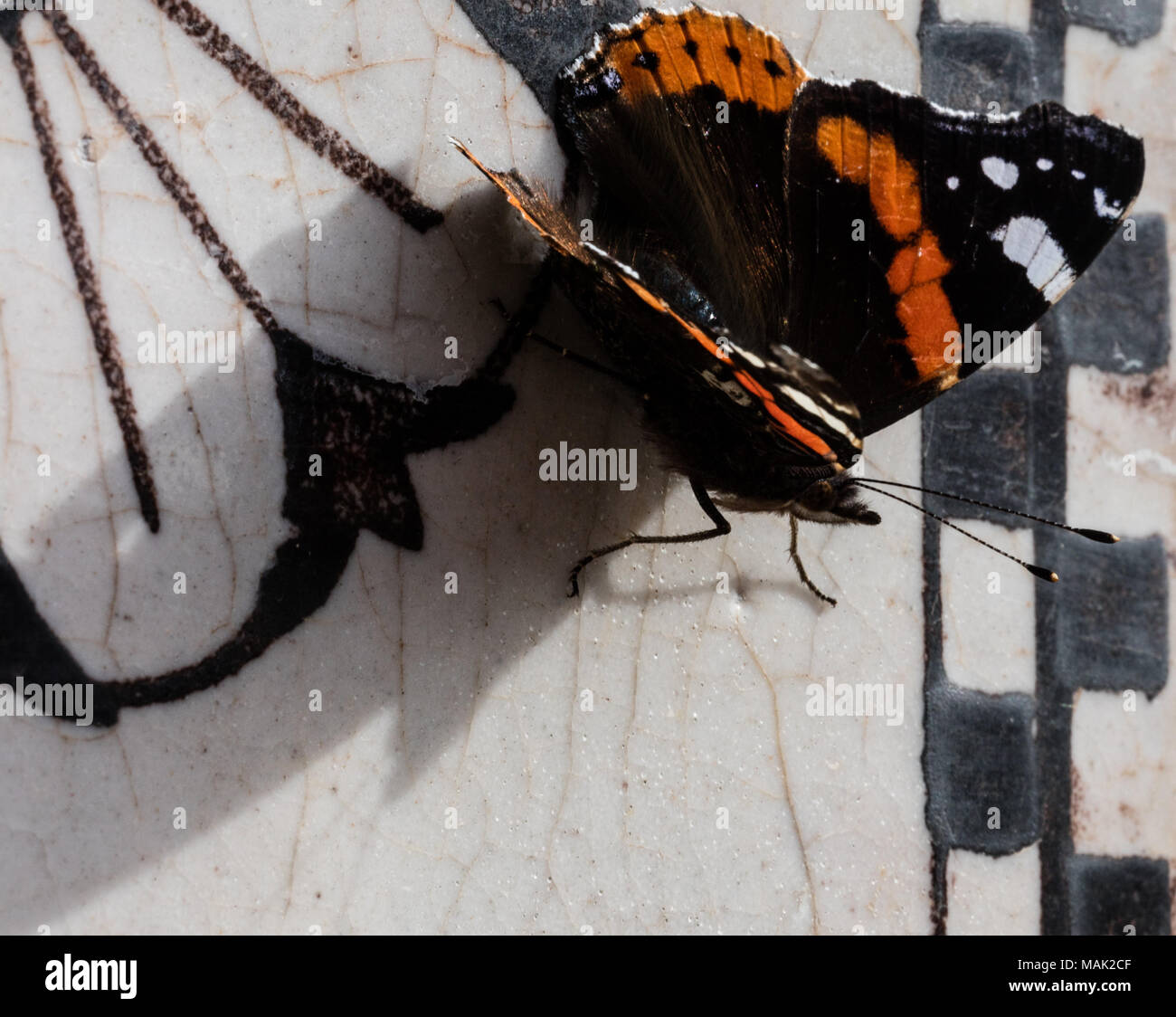Close up of a monarch butterfly on a marble background Stock Photo - Alamy