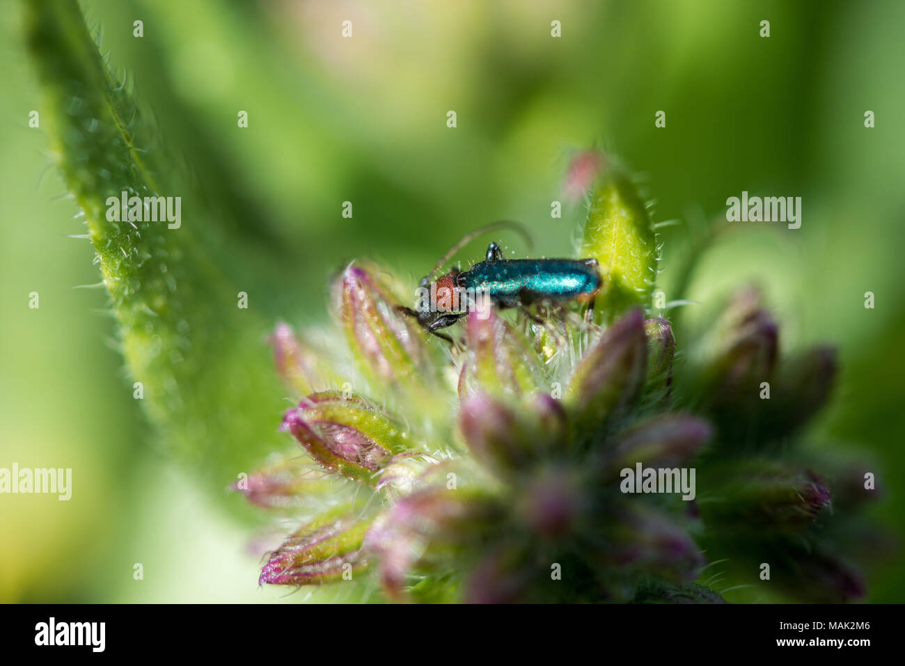 Macro photography of a colorful insect on the flower buds of a wild ...