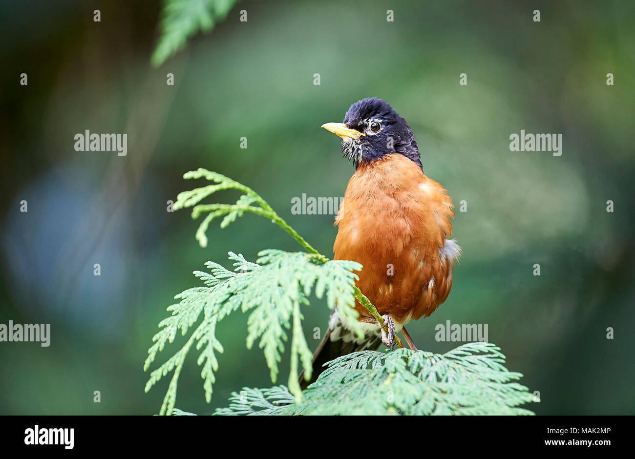 American robin photos hi-res stock photography and images - Alamy