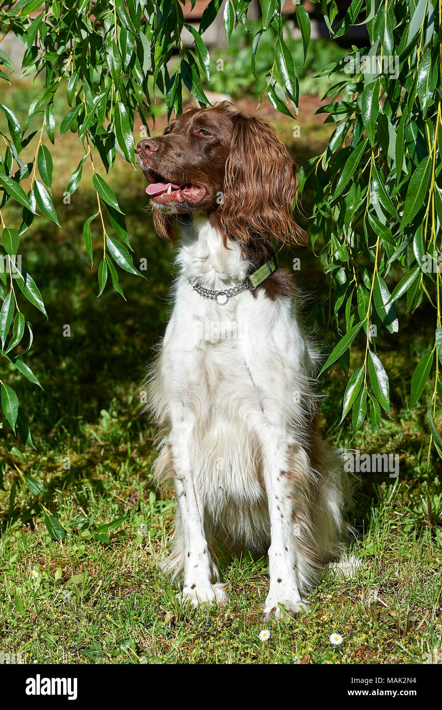 Springer Spaniel hunting dog Stock Photo - Alamy