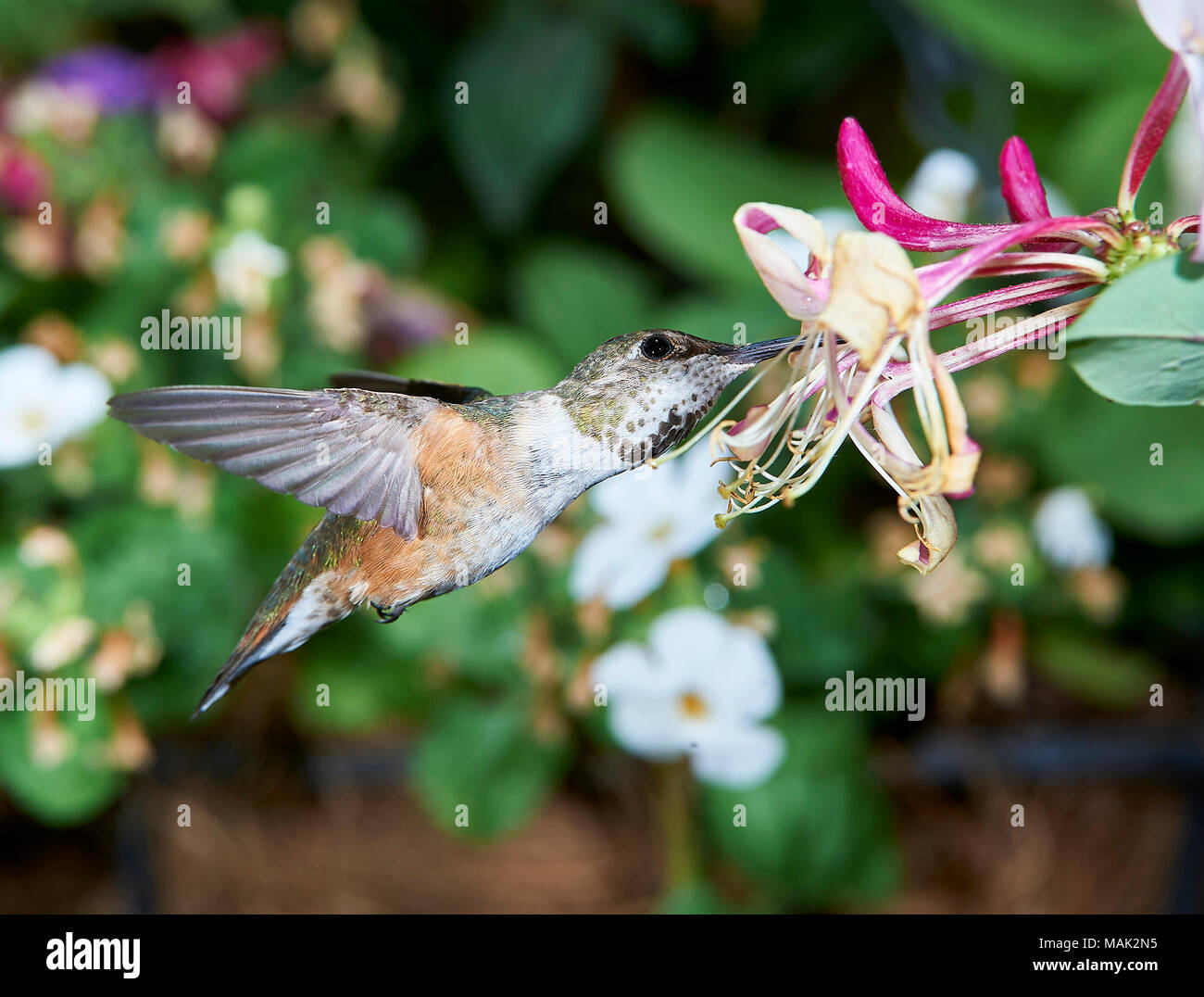 Hummingbird honeysuckle hi-res stock photography and images - Alamy