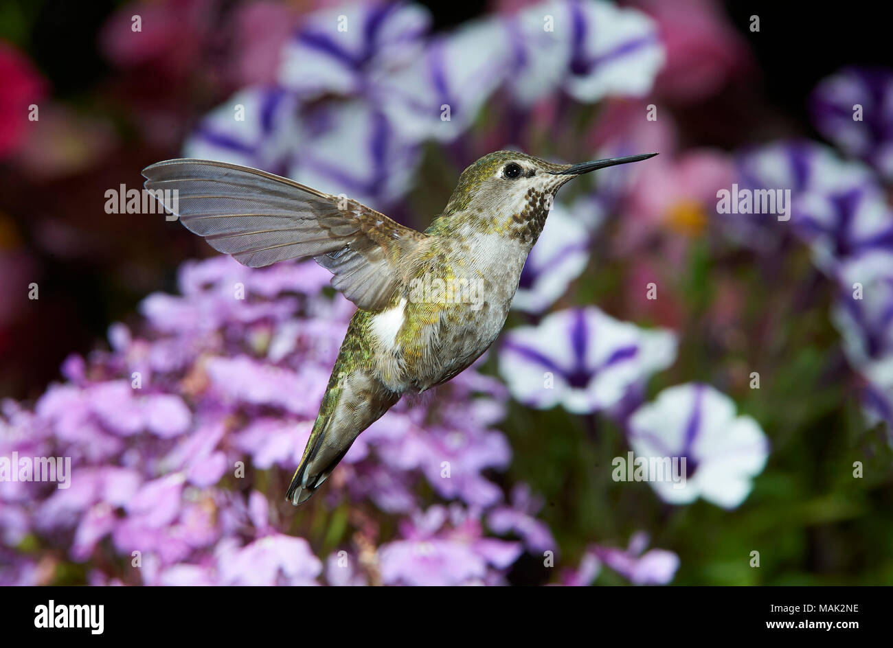 Female Anna's Hummingbird (Calypte anna) in flight Stock Photo - Alamy