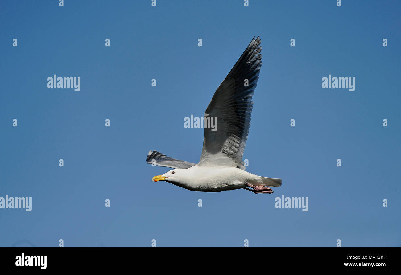 Western Gull (Larus occidentalis) in flight, , Chemainus , British ...