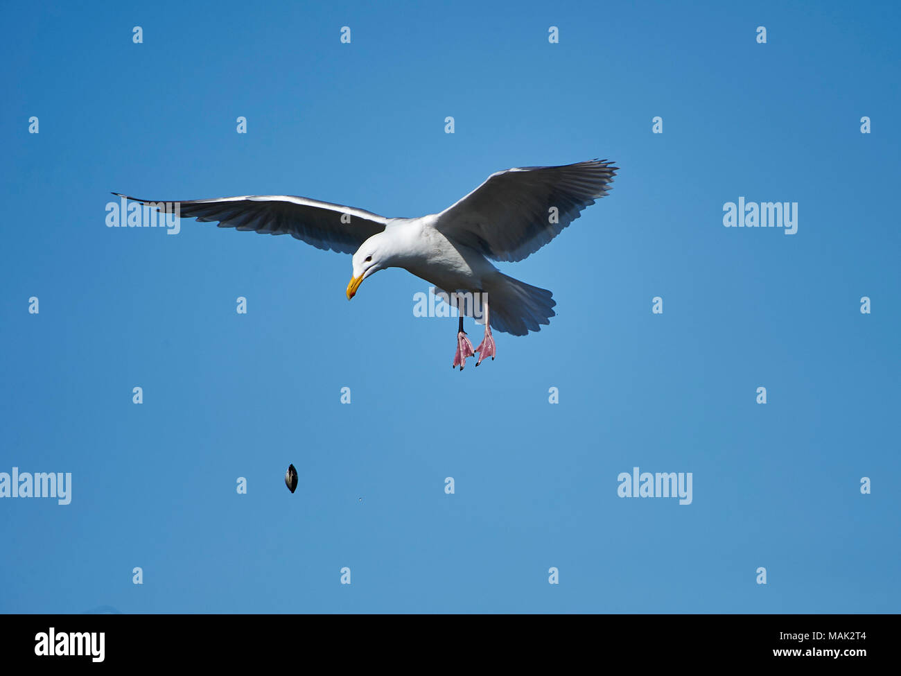 Dropping wings hi-res stock photography and images - Alamy