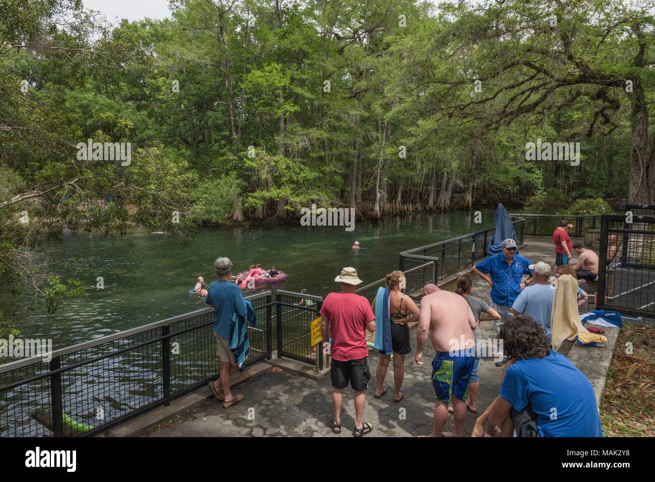 Swimming Manatee Springs State Park, Florida USA Stock Photo - Alamy