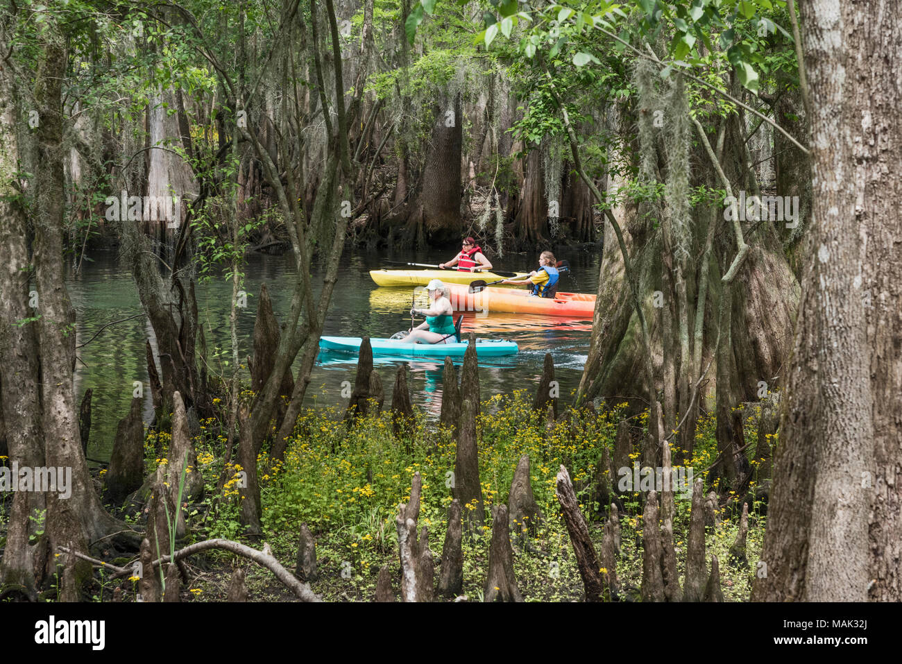 Manatee springs state park hi-res stock photography and images - Alamy