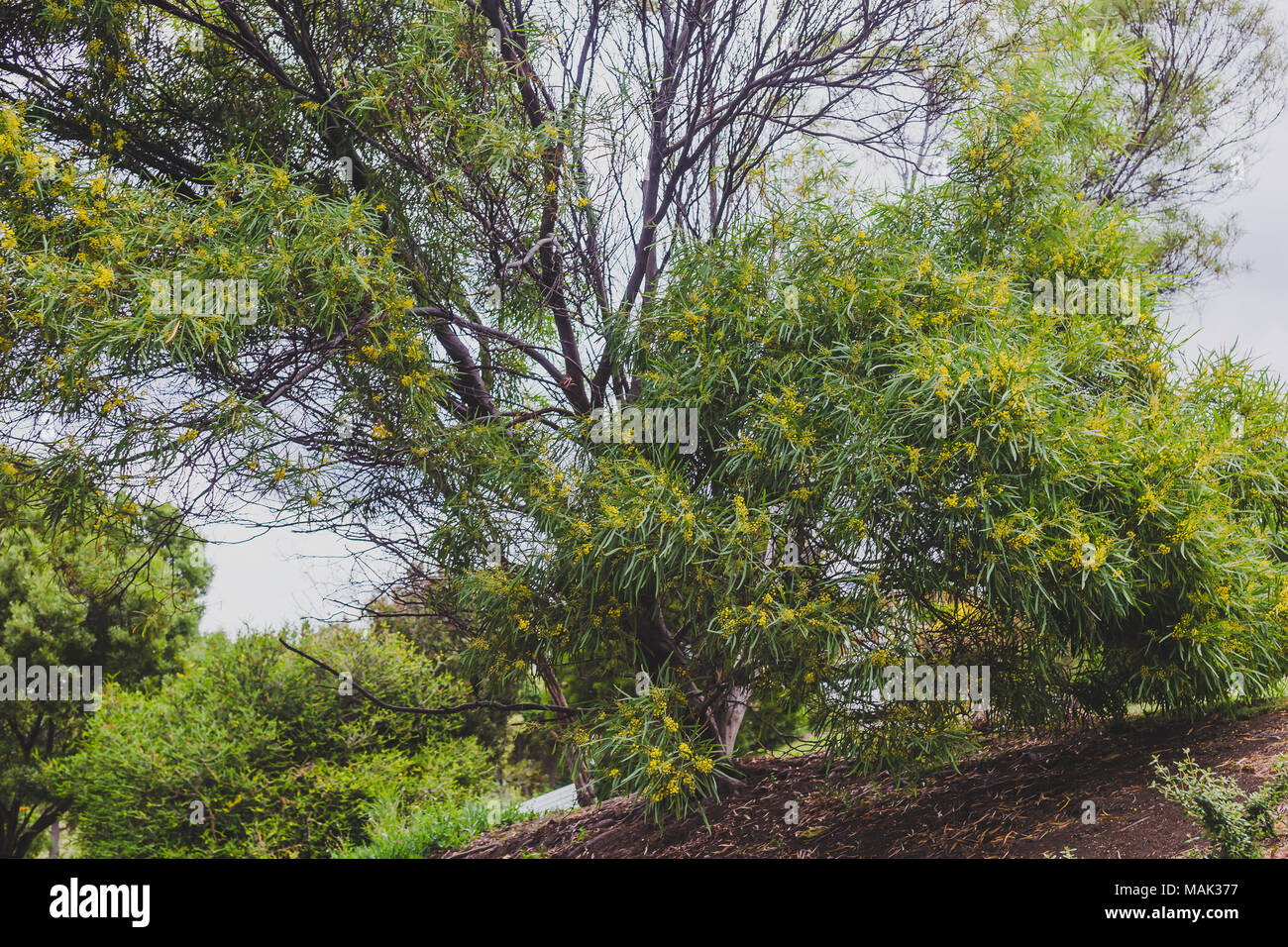 Wattle Tree Stock Photos & Wattle Tree Stock Images - Alamy
