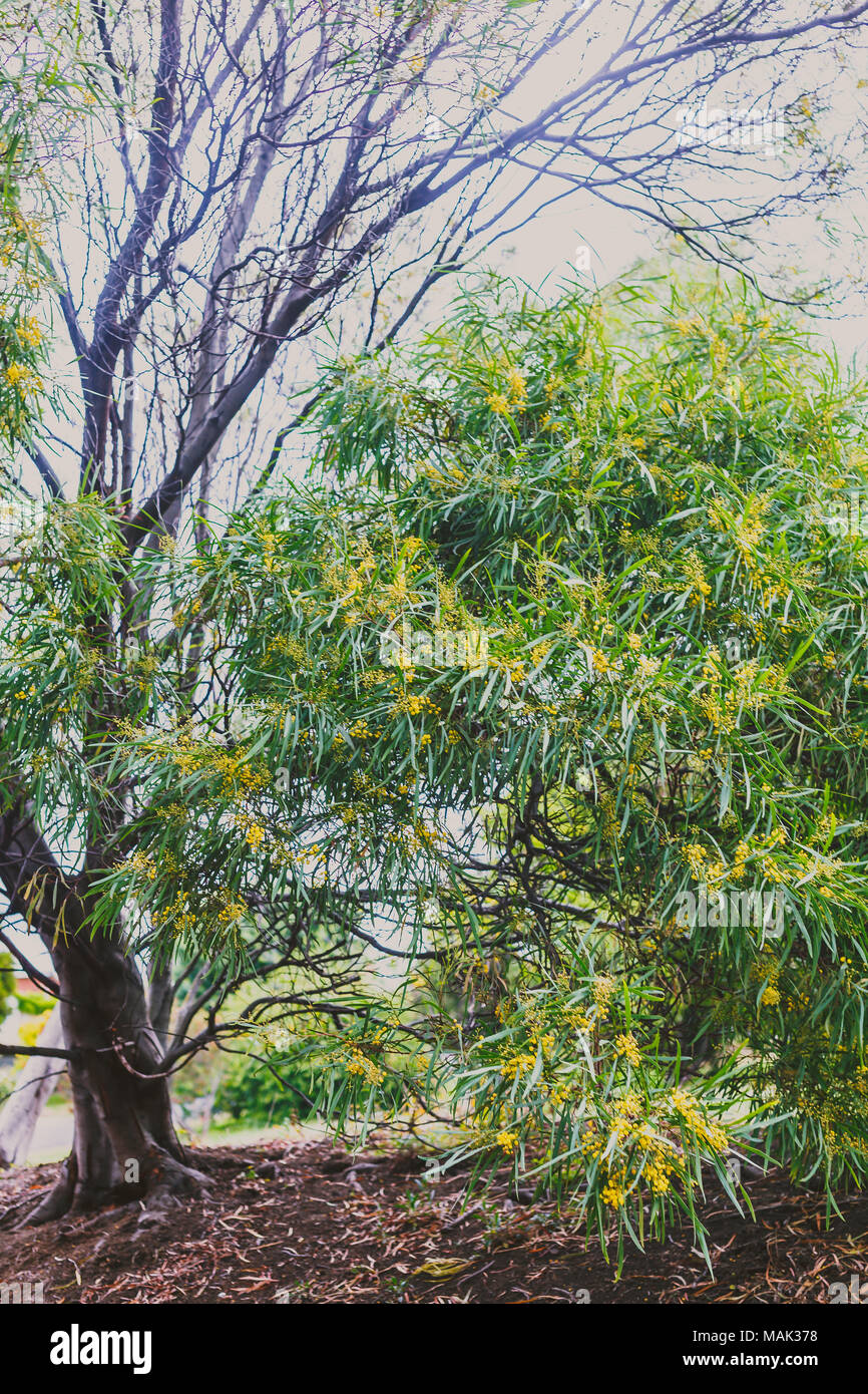 detail of wattle tree in Tasmanian meadows, shot not far from the city ...
